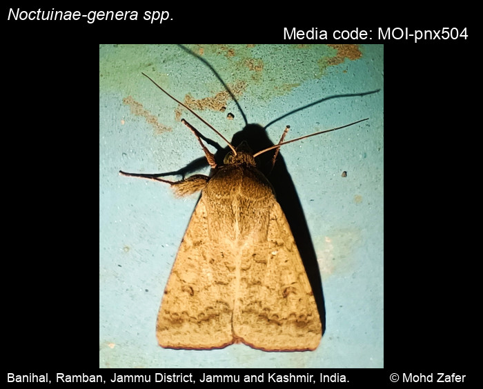 Noctuinae-genera spp. | Moths
